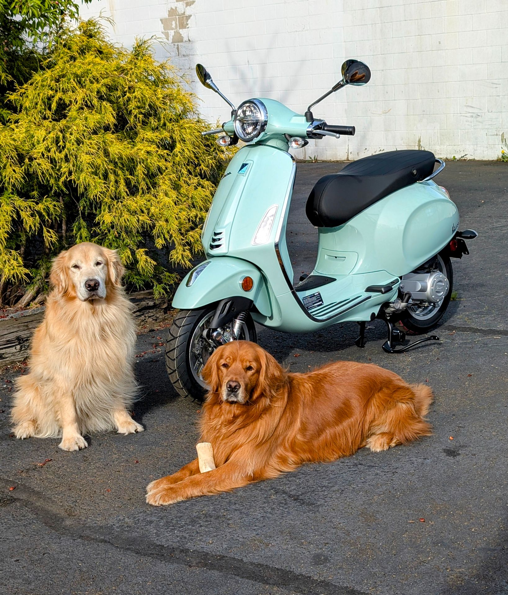 New 2025 Vespa Primavera 50 Scooters in New Haven, CT | Stock Number: